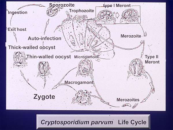 Medical Parasitology | Texas DSHS
